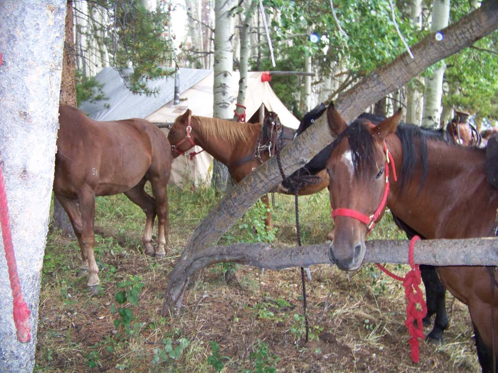Photo Gallery | Beaver Creek Stables